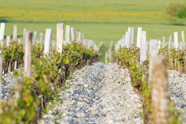 Terroir | Château Margaux