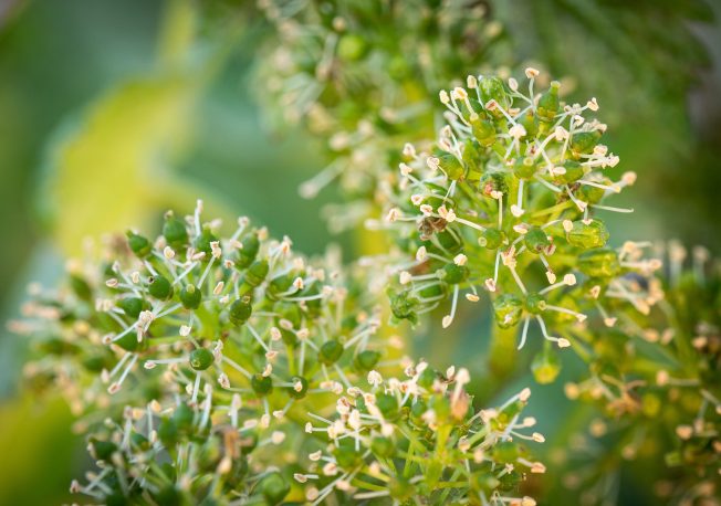 Floraison de la vigne : une étape clé pour la future récolte